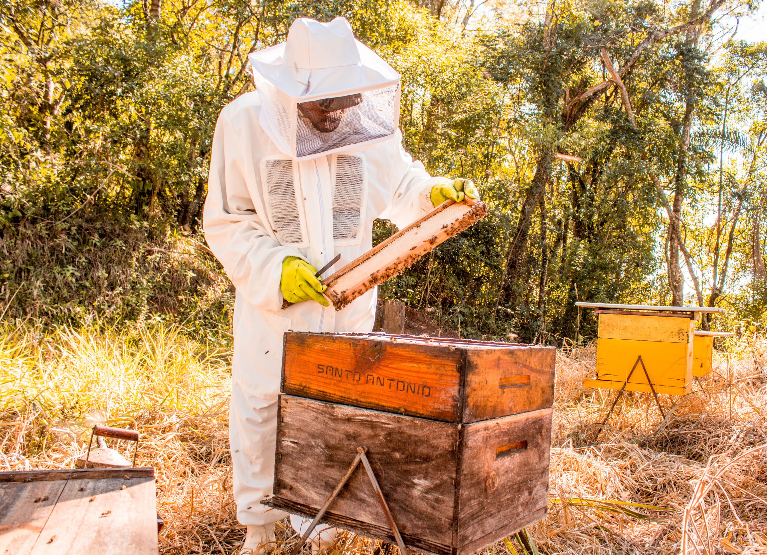 Descubra como surgiu a apicultura no Brasil - Apiário Santo Antônio